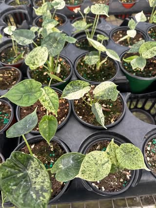 Alocasia Dragon Scale Mint 4" | SUNNY BLOOMS PLANT SHOP