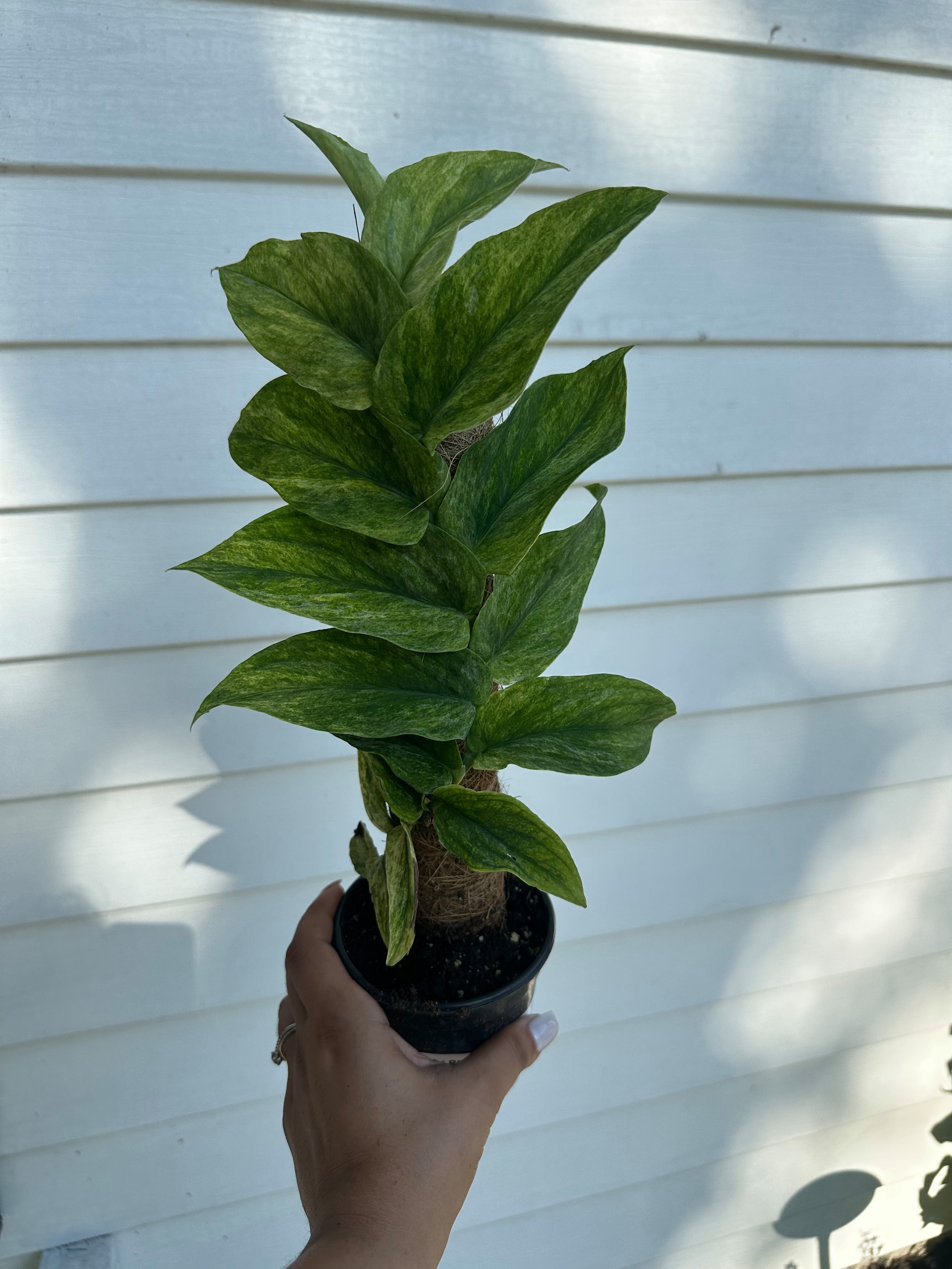 Rhaphidophora Korthalsii Thai Constellation | SUNNY BLOOMS PLANT SHOP