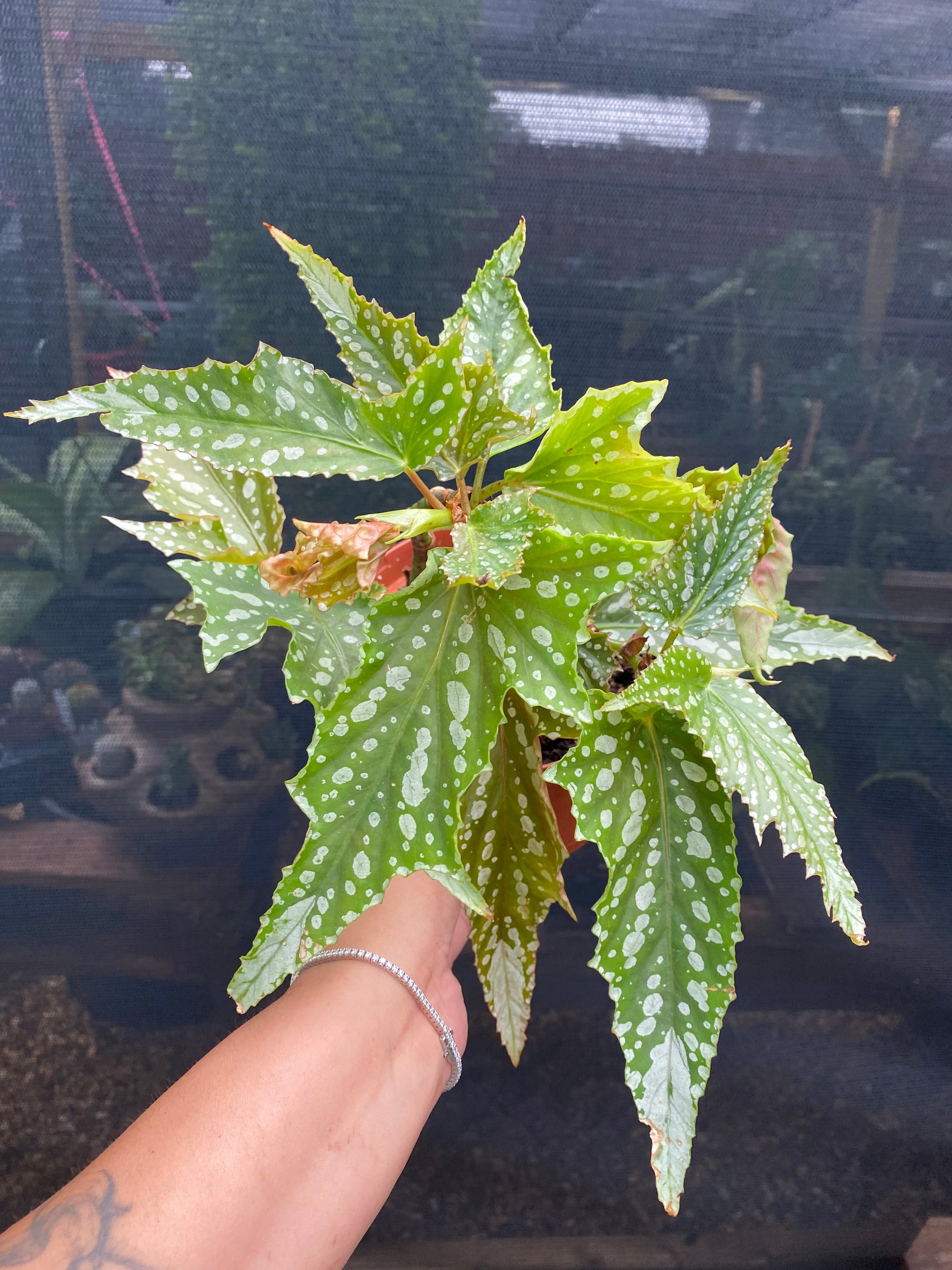 Begonia Bird of Prey | SUNNY BLOOMS PLANT SHOP