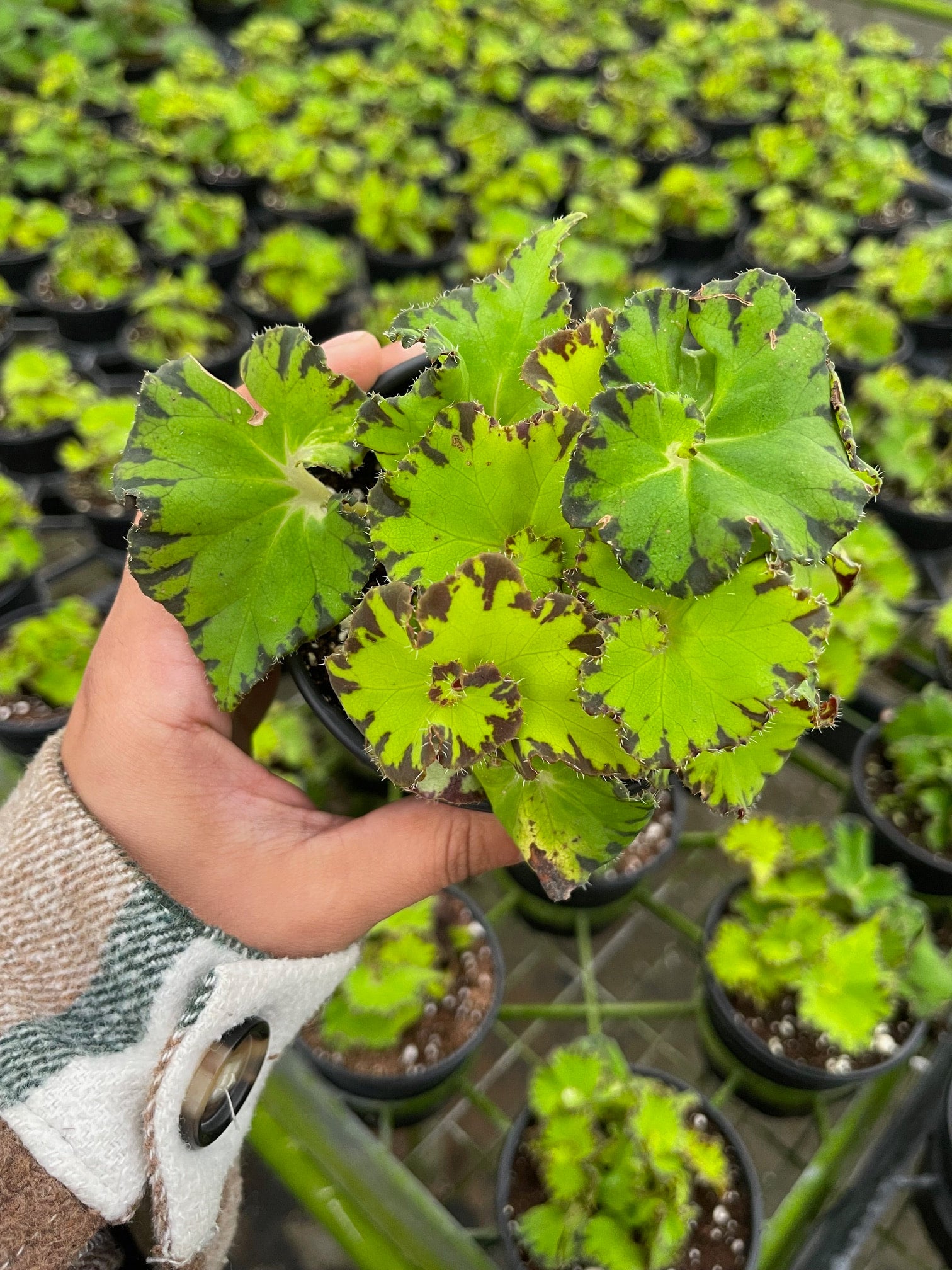 Begonia pemba | SUNNY BLOOMS PLANT SHOP