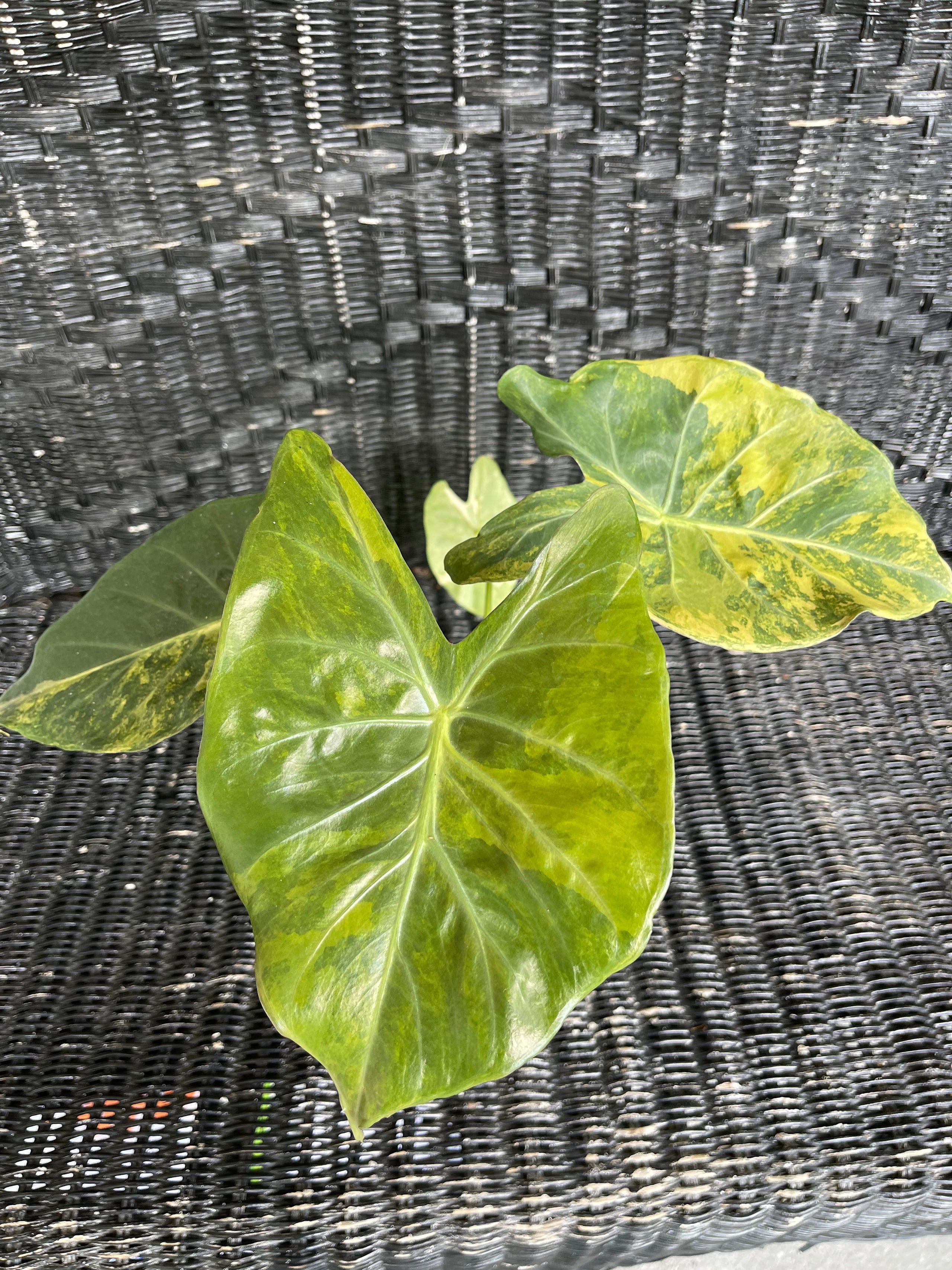 Alocasia Calidora X Pink Dragon Aurea | SUNNY BLOOMS PLANT SHOP